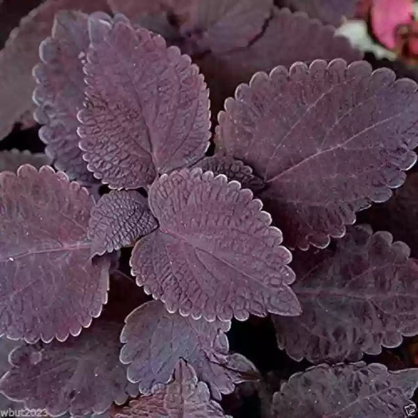 Black Coleus Flower seeds for Planting - Colorful Display,