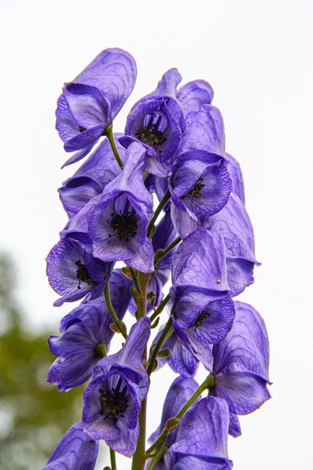 Blue Aconitum Napellus Flower seeds for Planting - Premium Q