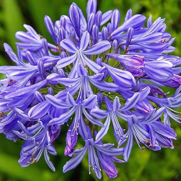 Blue Agapanthus Flower seeds for Planting - Easy to Grow, He