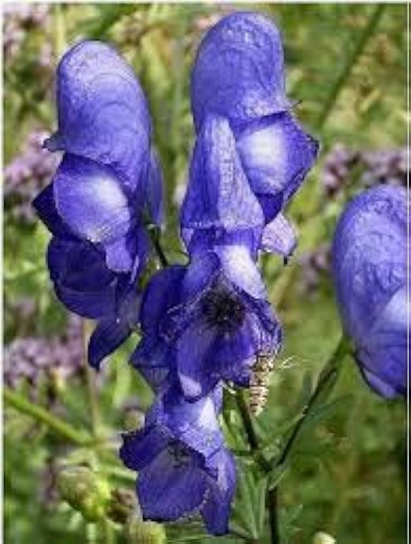 Blue Aconitum Napellus Flower seeds for Planting - Premium Q