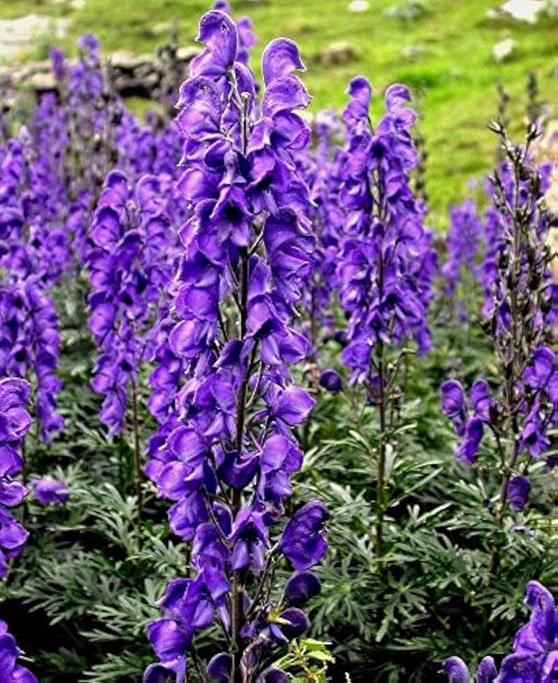 Blue Aconitum Napellus Flower seeds for Planting - Premium Q