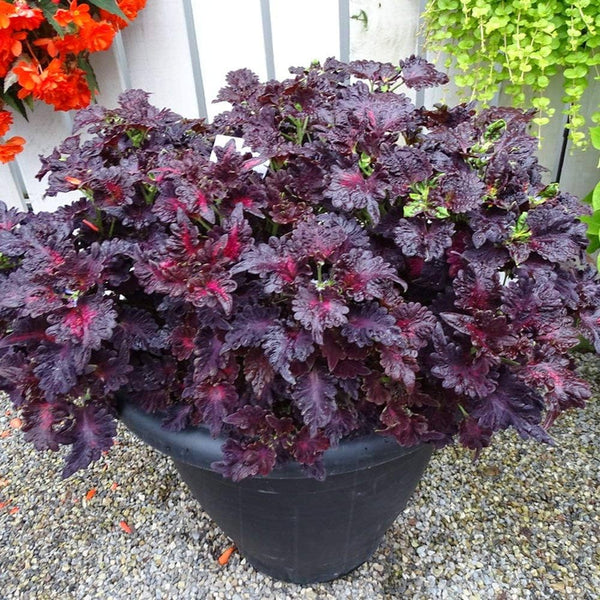 Black Coleus Flower seeds for Planting - Colorful Display,