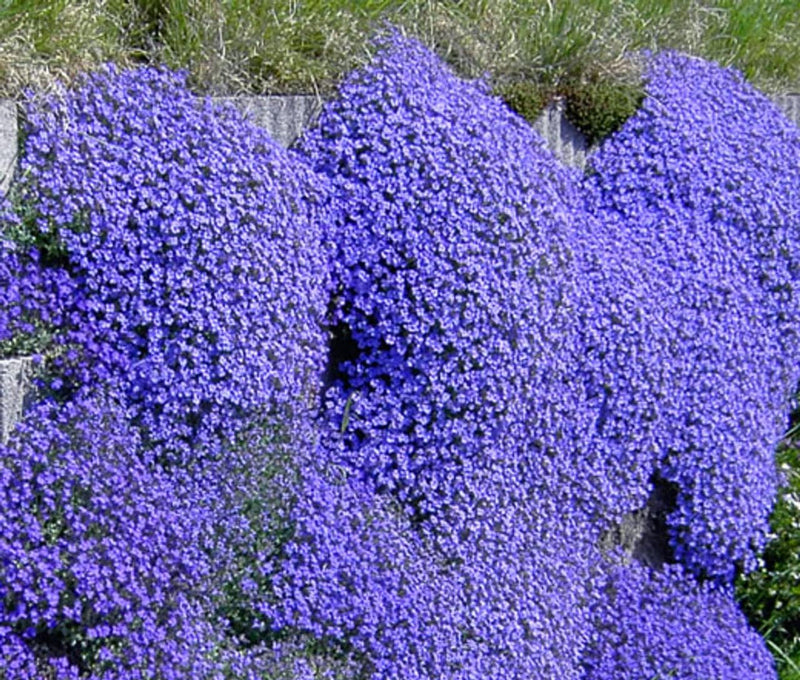 Blue Aubrieta Flower seeds for Planting - Wildflower Mix, He