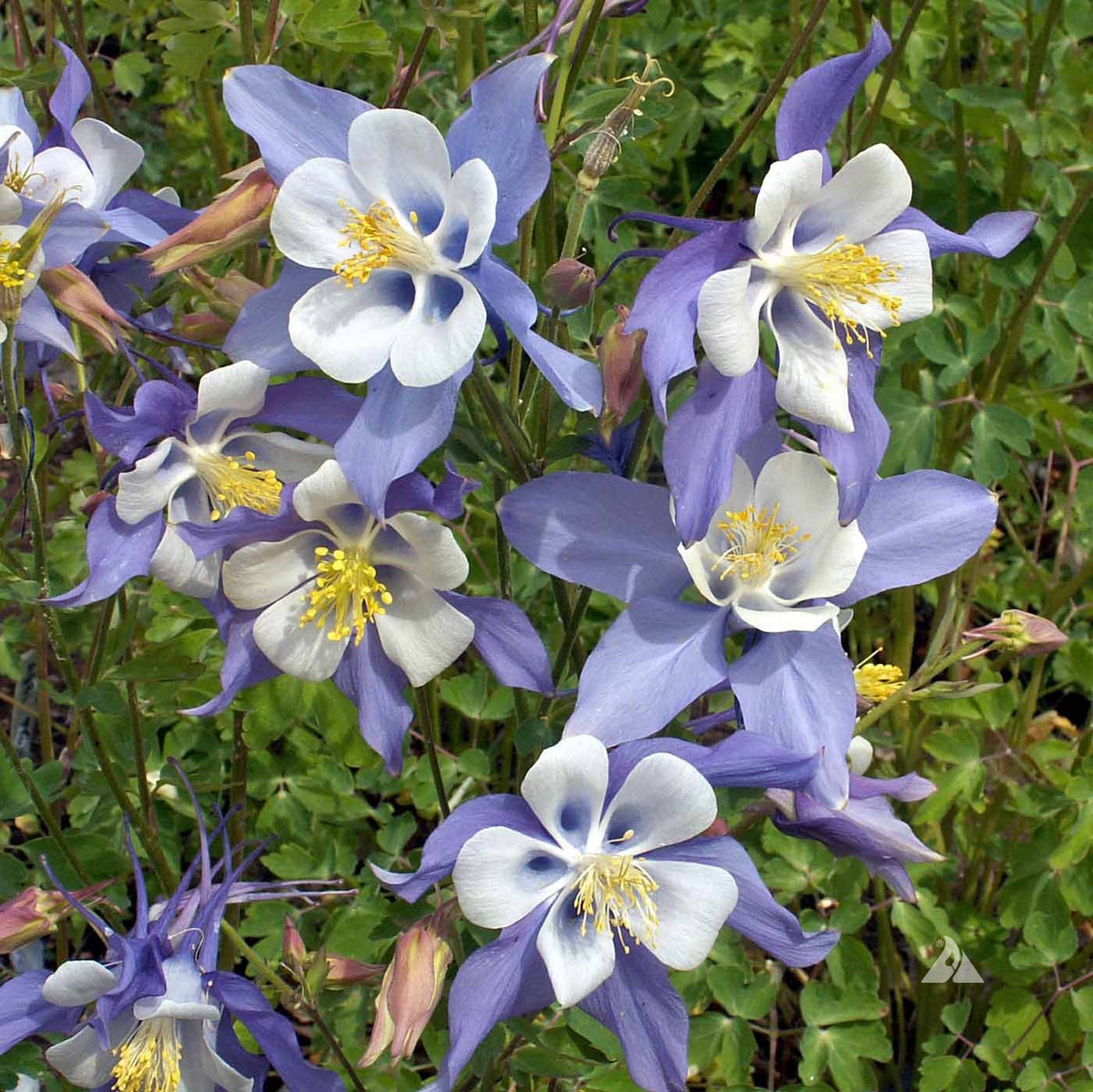 Blue Aquilegia Flower seeds for Planting - Compact Growth, H