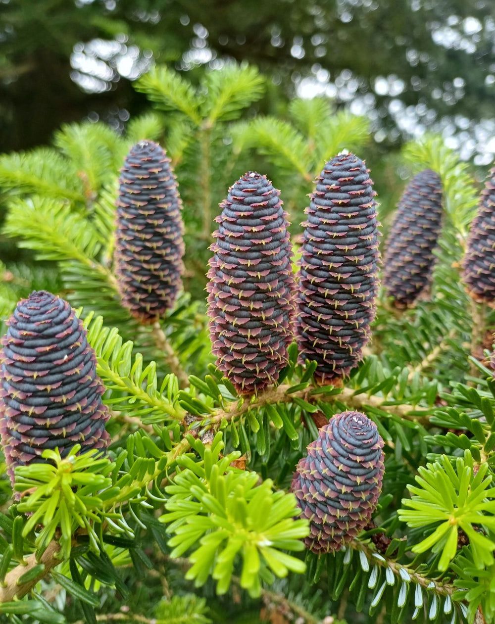 Blue Abies Veitchii Flower seeds for Planting - Ga Buy Now