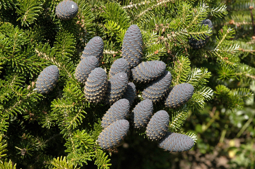 Blue Abies Veitchii Flower seeds for Planting - Ga Buy Now