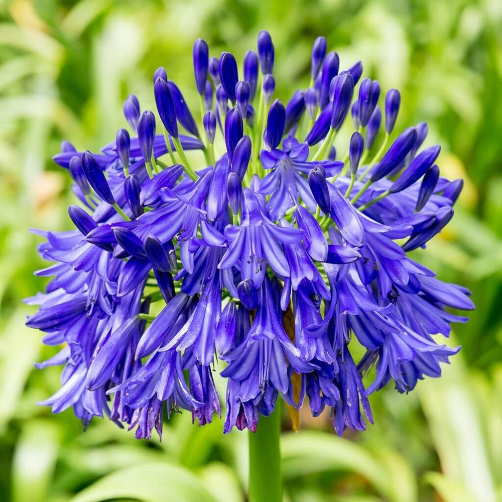 Blue Agapanthus Flower seeds for Planting - Easy to Grow, He