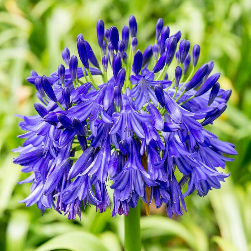 Blue Agapanthus Flower seeds for Planting - Easy to Grow, He