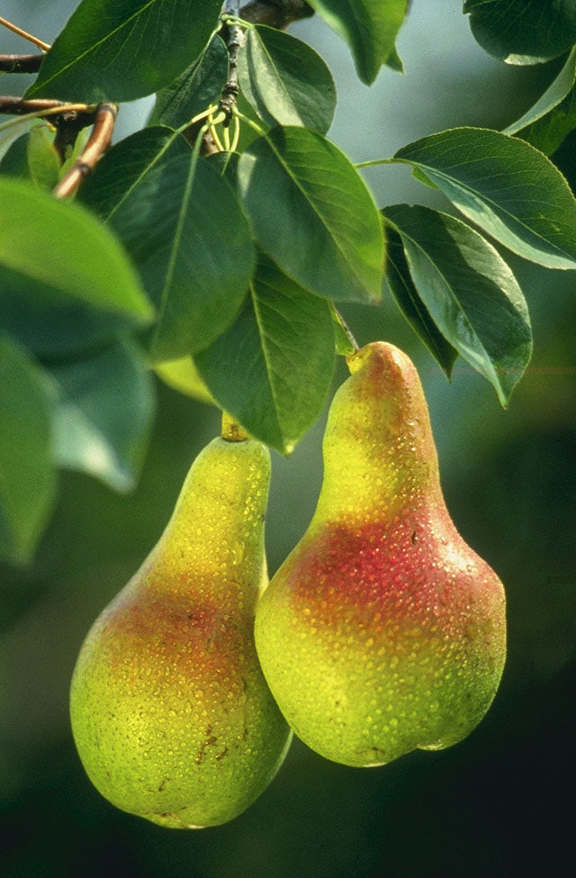 European Pear Tree Seeds – Pyrus communis Green Pears with White Blossoms