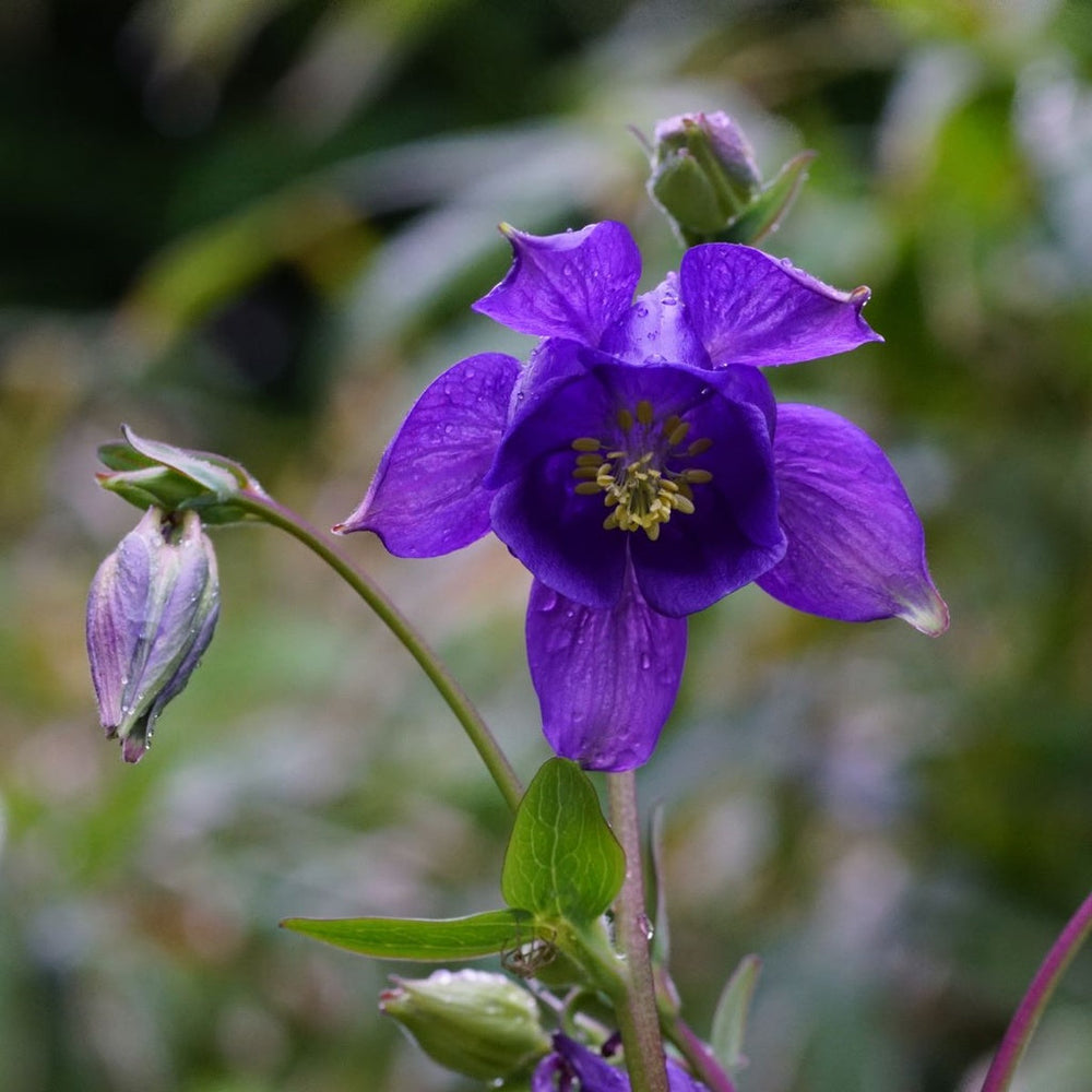 Blue Aquilegia Flower seeds for Planting - Compact Growth, H