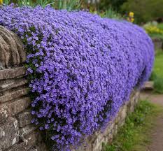 Blue Aubrieta Flower seeds for Planting - Wildflower Mix, He