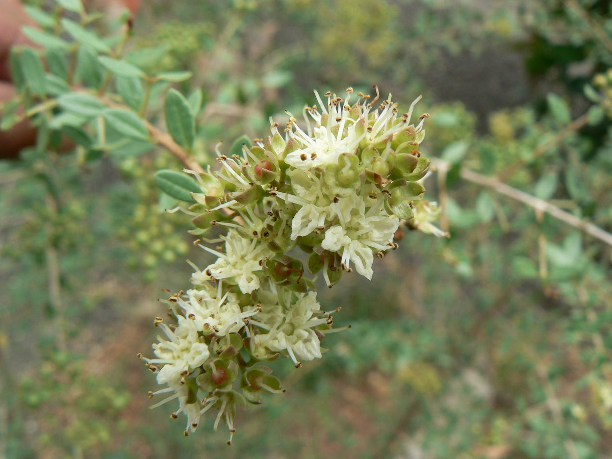 White Flowering Henna Tree Seeds – Lawsonia inermis Alba Non-GMO Dye Plant