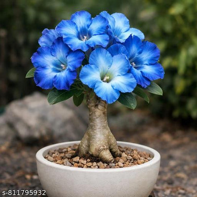 Blue Adenium Bonsai Flower seeds for Planting - Drought Tole